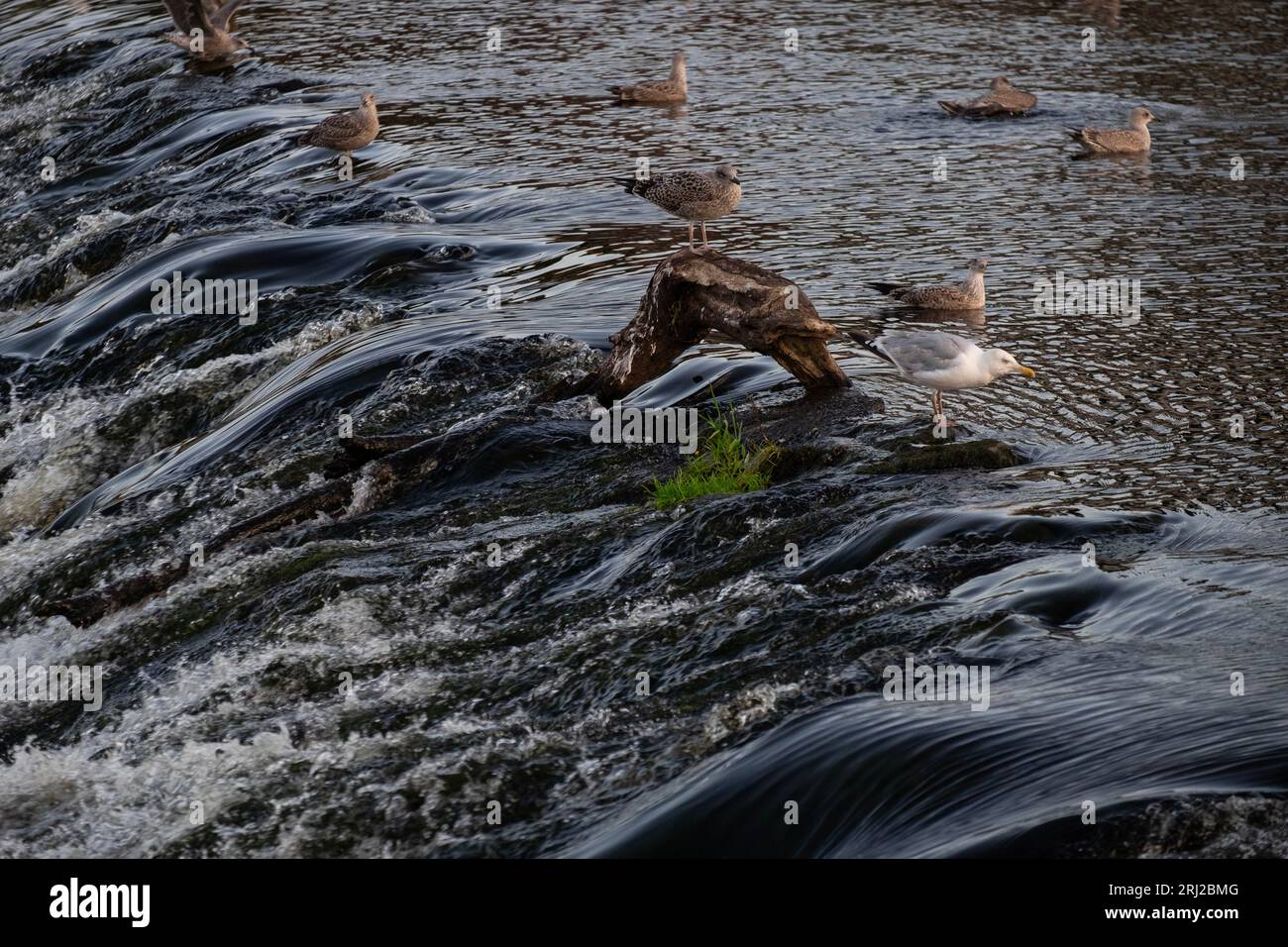 Wildlife on the river Stock Photo - Alamy