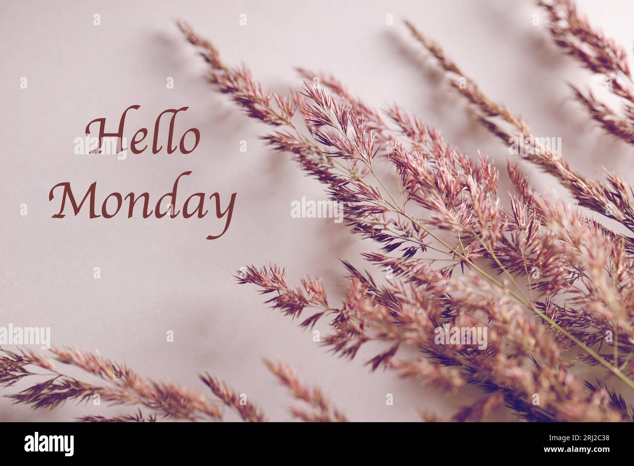 hello Monday text with pampas grass on white background. copy space ...