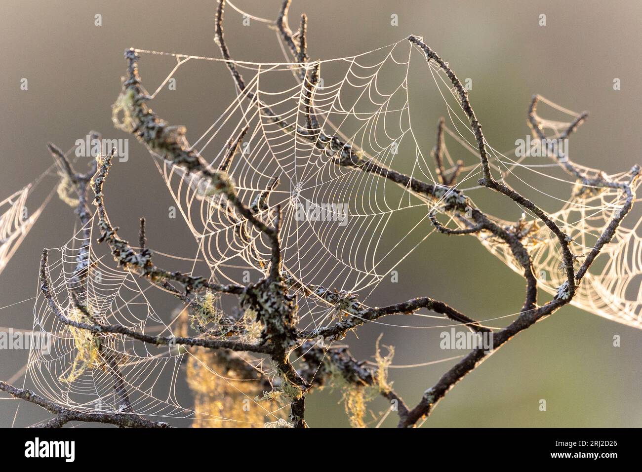 The spider is a master at catching prey in its web, large and small ...