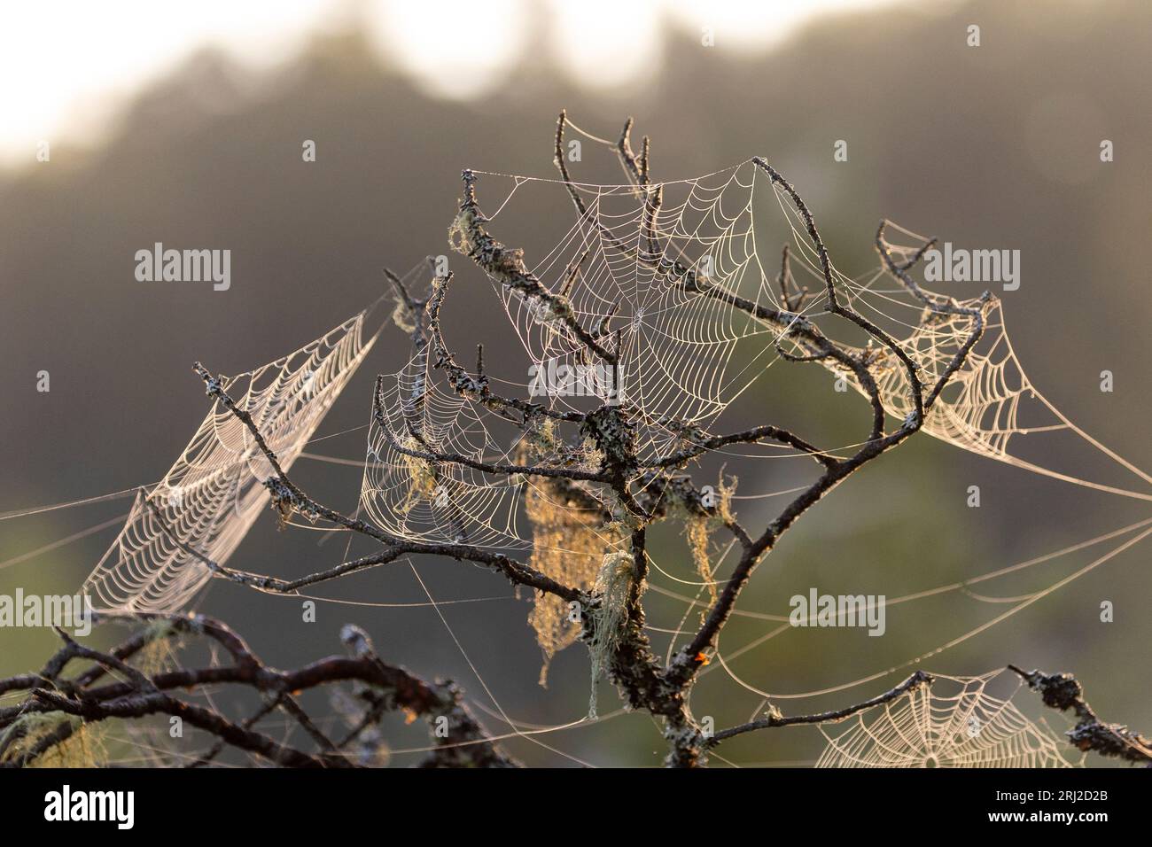 The spider is a master at catching prey in its web, large and small ...