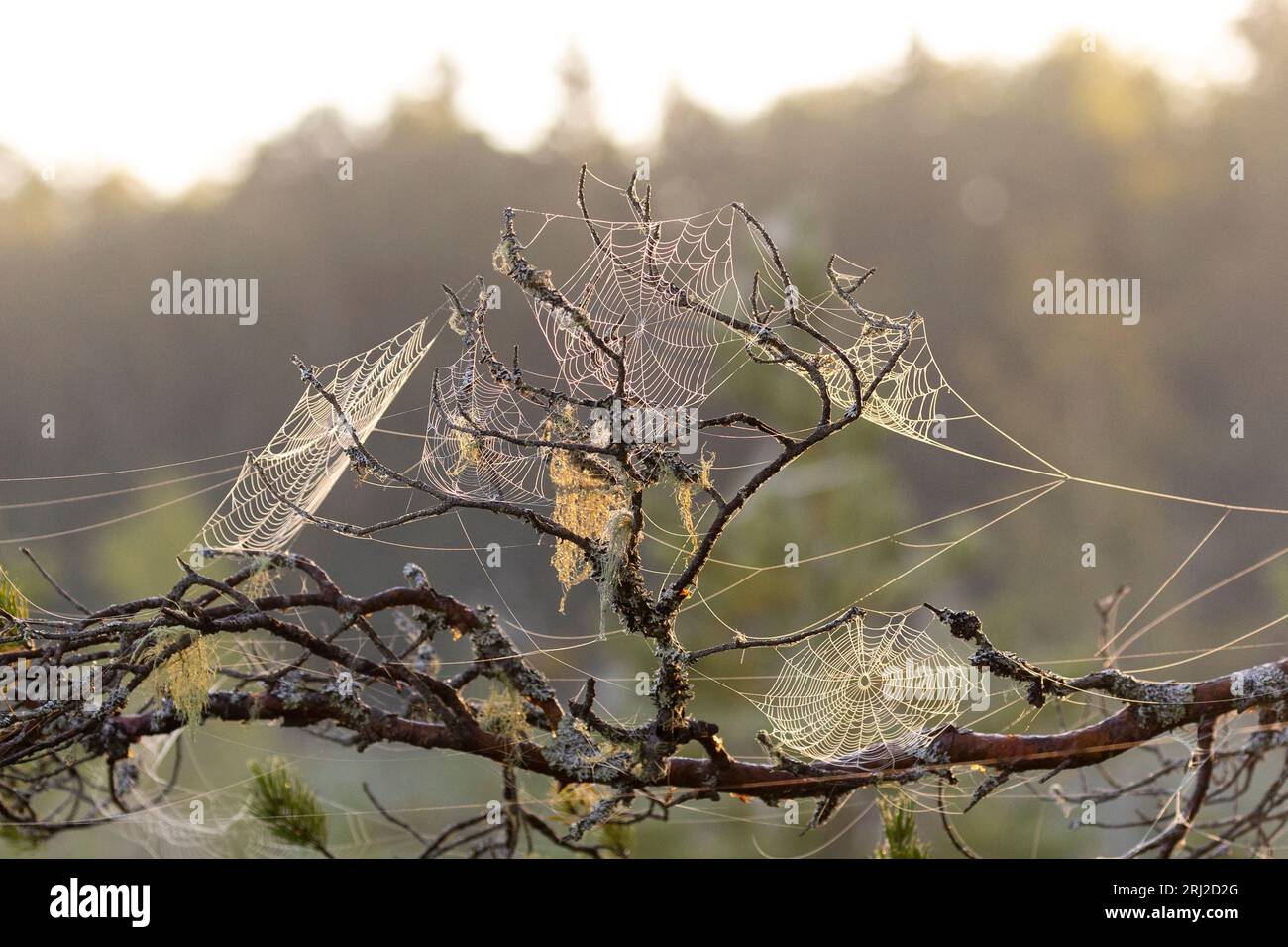 The spider is a master at catching prey in its web, large and small ...