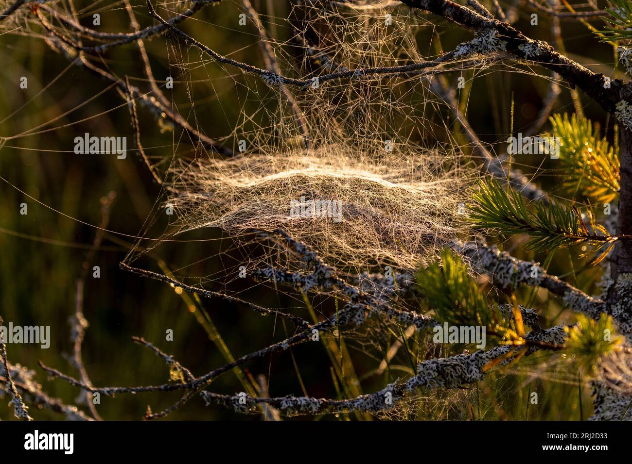 The spider is a master at catching prey in its web, large and small ...