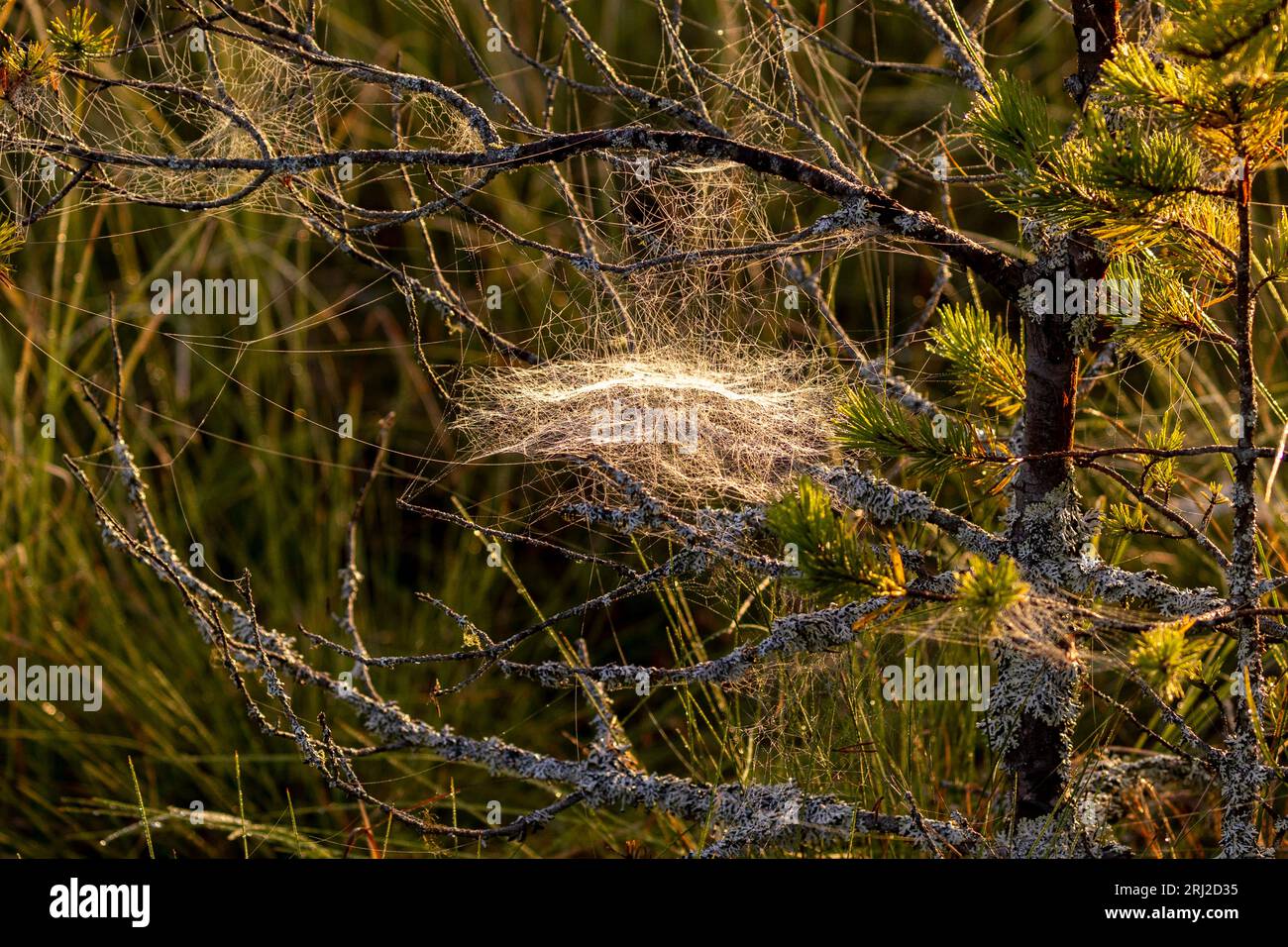 The spider is a master at catching prey in its web, large and small ...