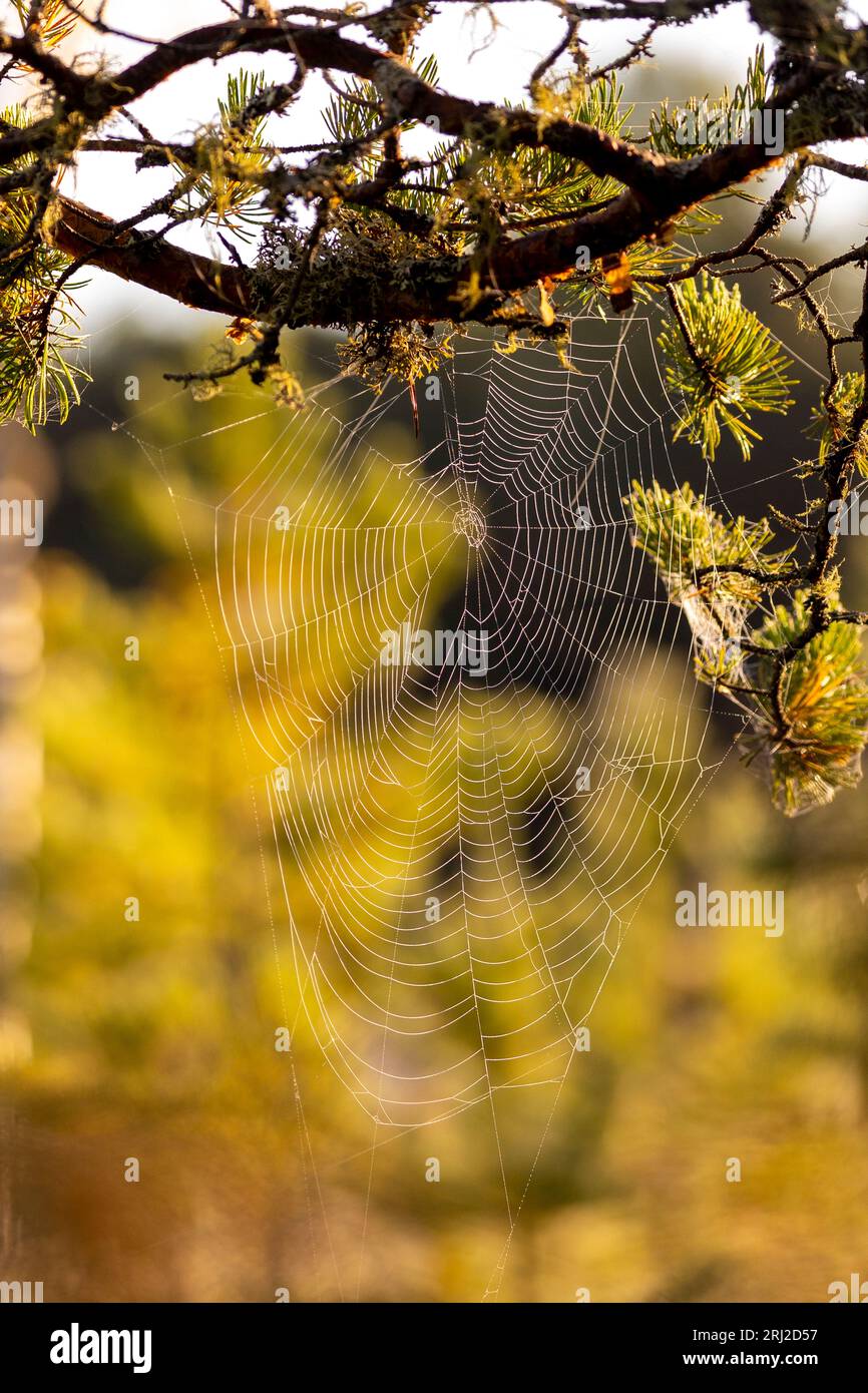 The spider is a master at catching prey in its web, large and small ...