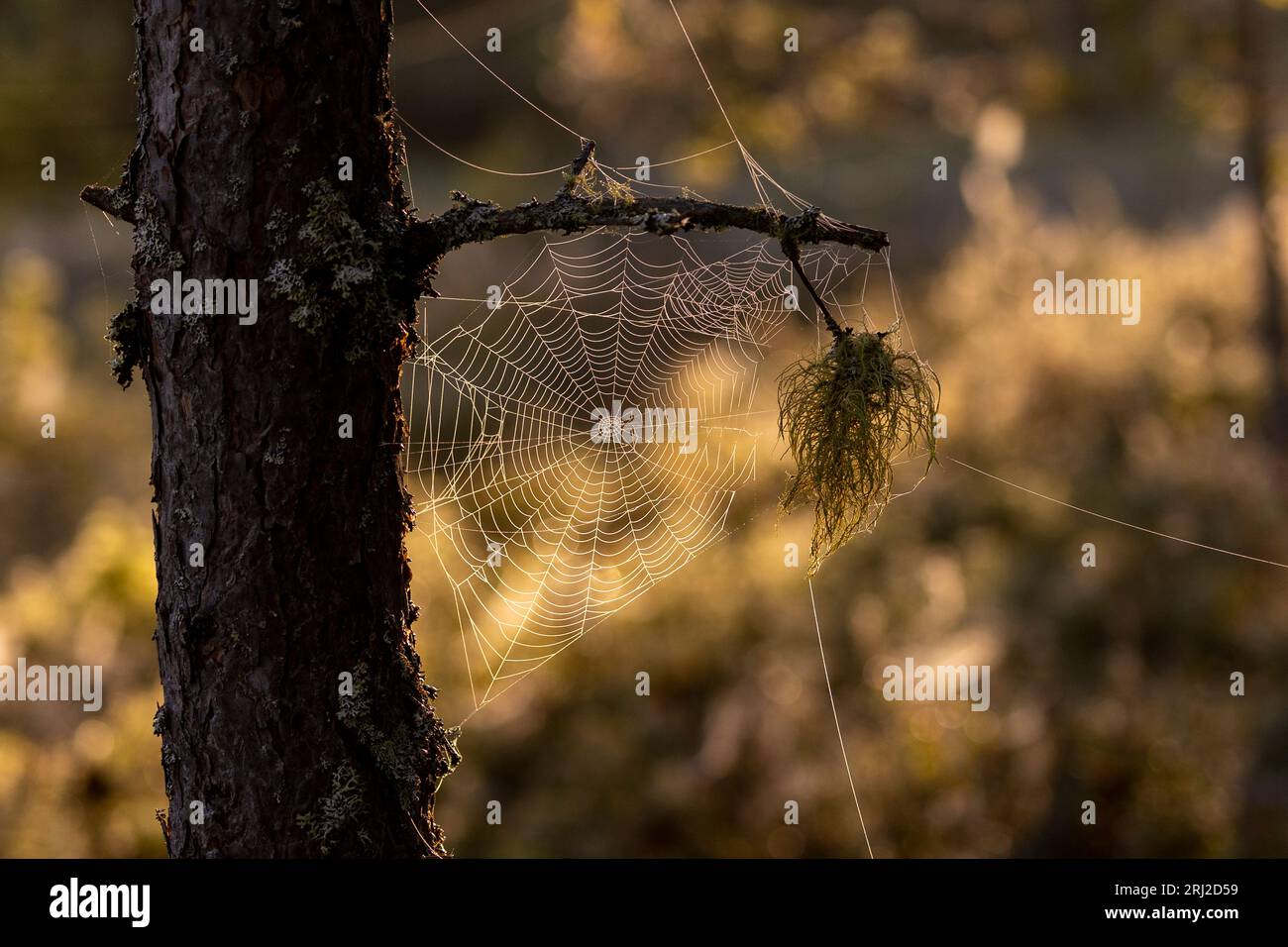The spider is a master at catching prey in its web, large and small ...