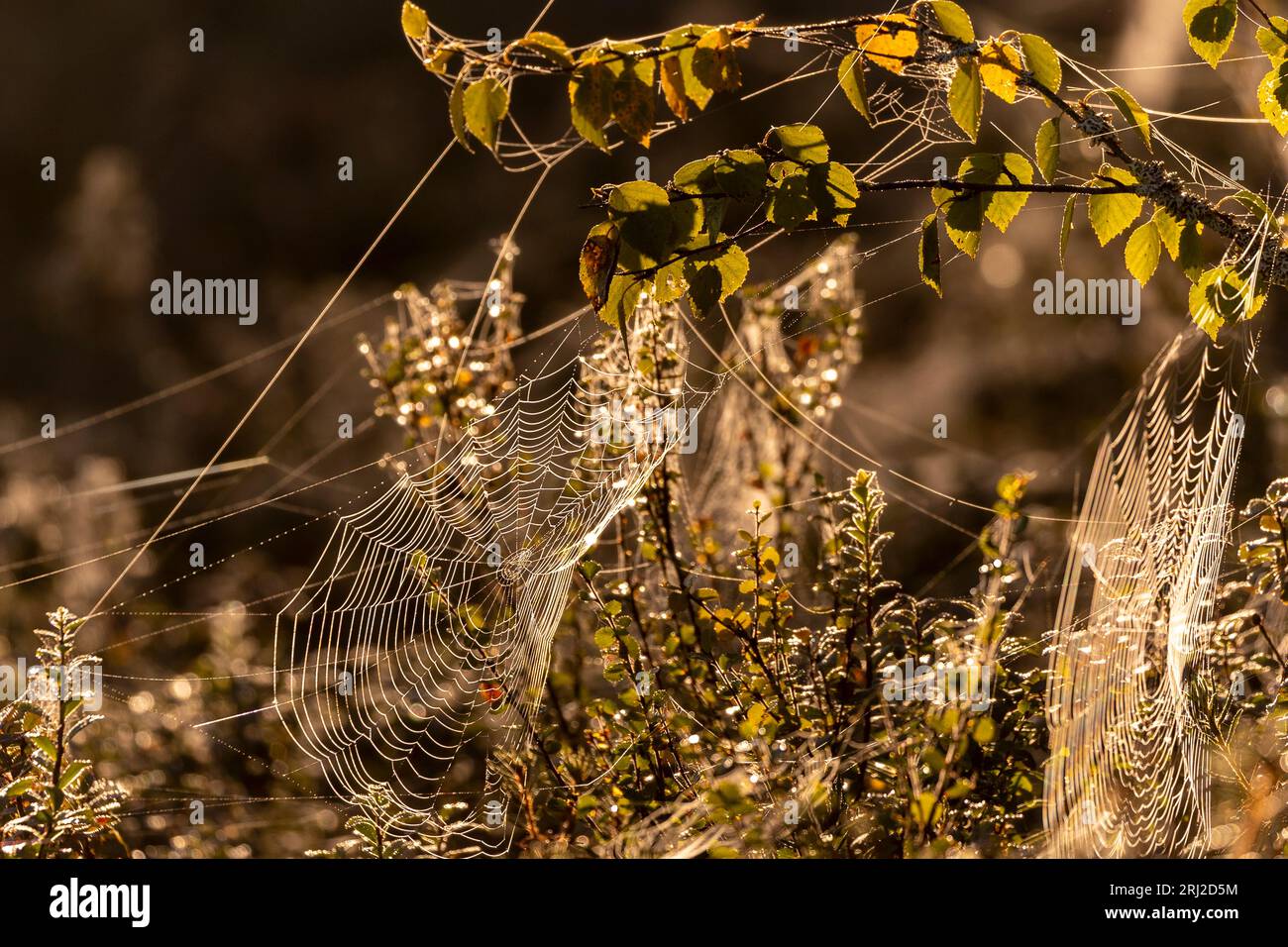 The spider is a master at catching prey in its web, large and small ...