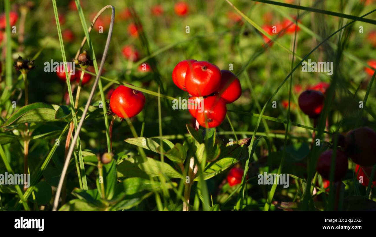 Cornus suecica, dwarf cornel, bunchberry. Red berries, foliage sunny ...