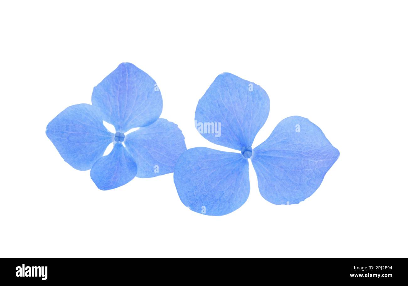 blue hydrangea flowers isolated on white background Stock Photo - Alamy