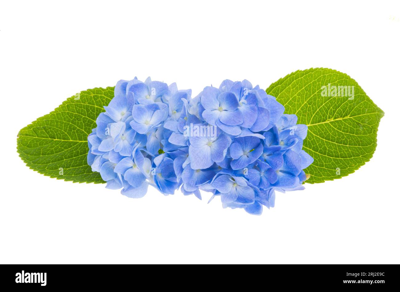 blue hydrangea flowers isolated on white background Stock Photo - Alamy
