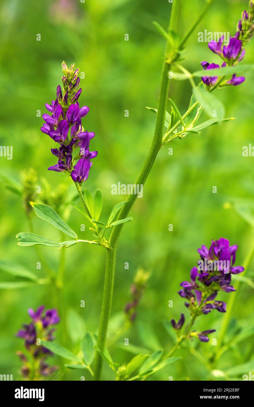 Alfalfa plant hi-res stock photography and images - Alamy
