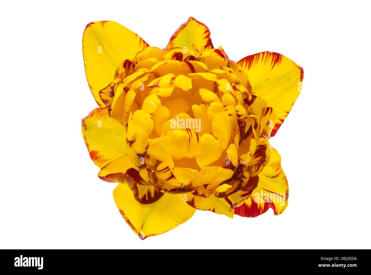 tulip flower isolated on white background Stock Photo - Alamy