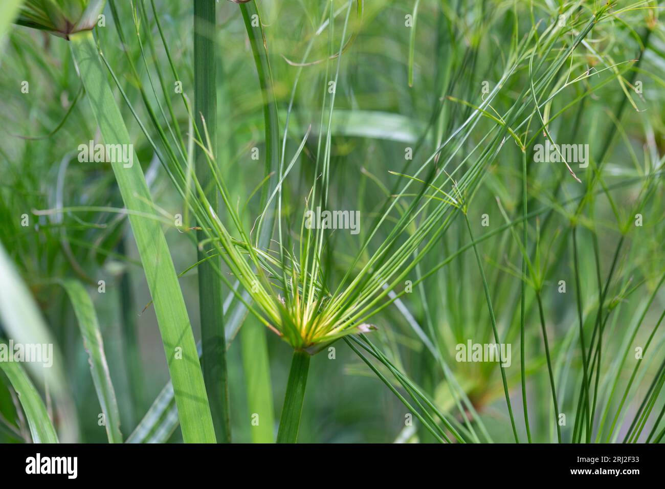 Whorling umbels of a growing Egyptian paper rush plant/ papyrus sedge ...