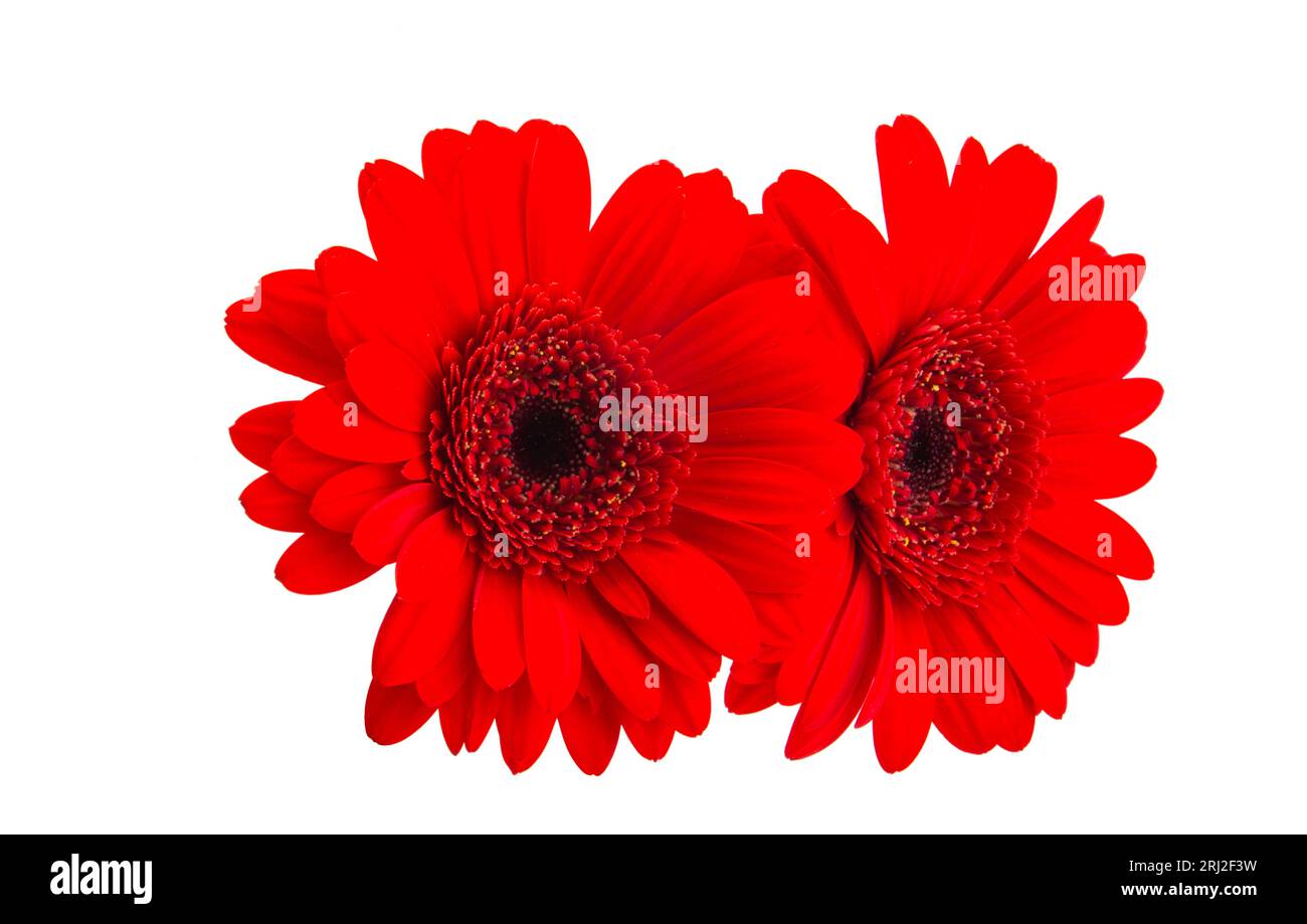 red gerbera isolated on white background Stock Photo - Alamy