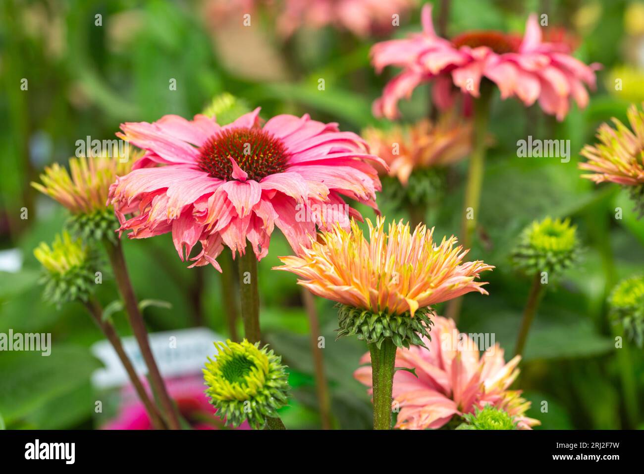 Echinacea sunseekers rainbow hi-res stock photography and images - Alamy