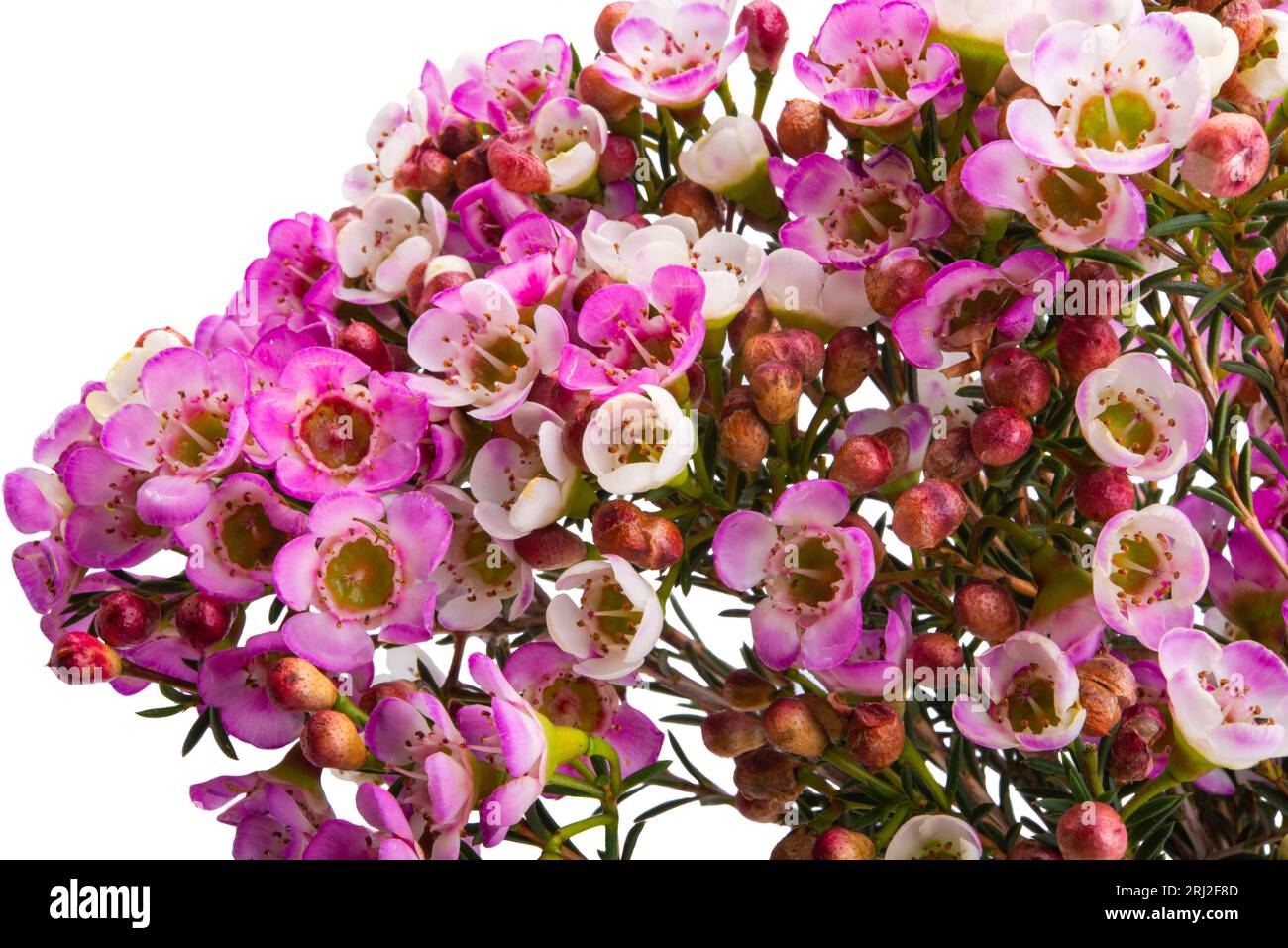 Myrtle flower bouquet hi-res stock photography and images - Alamy