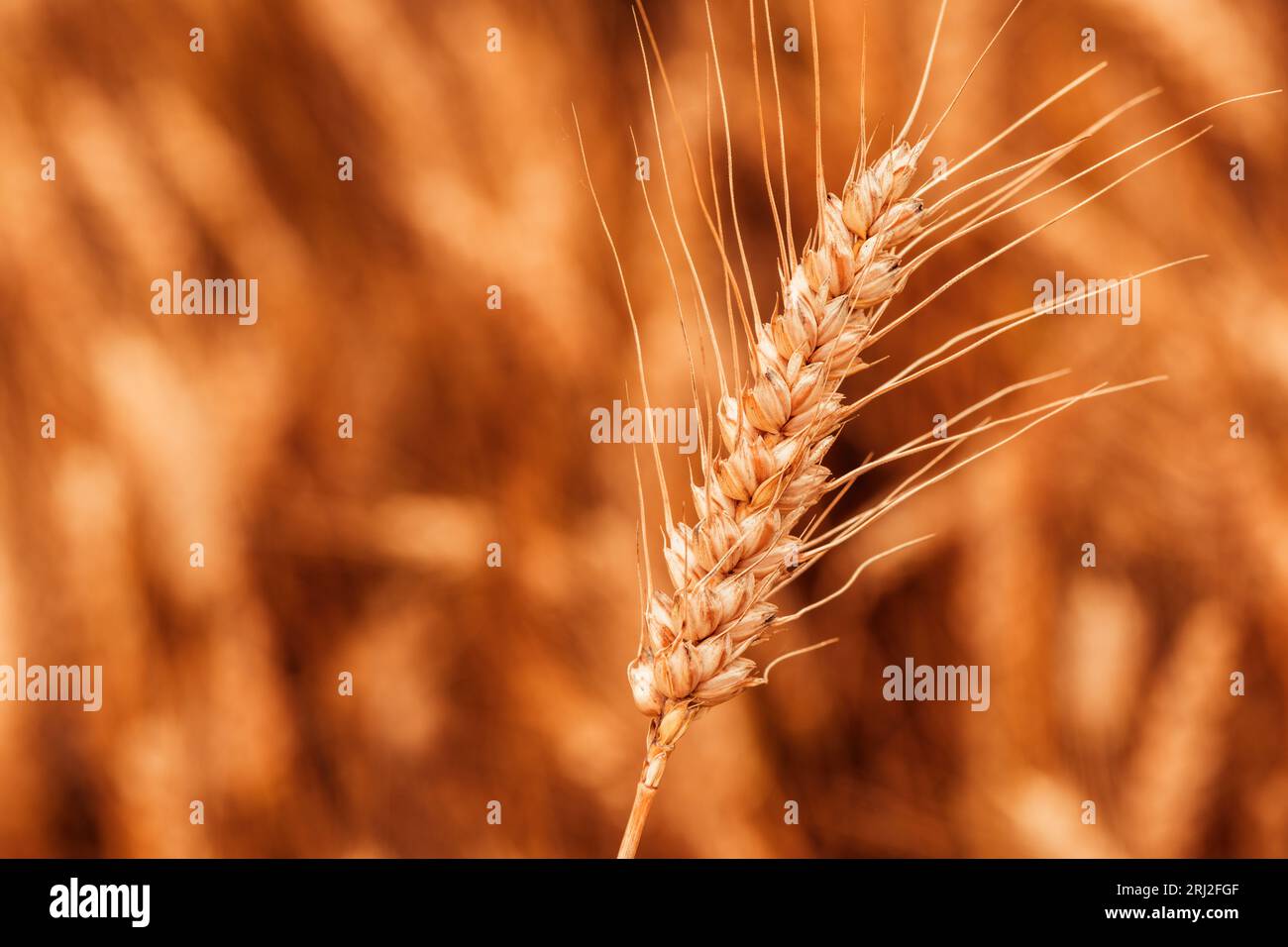 Long awn hi-res stock photography and images - Alamy