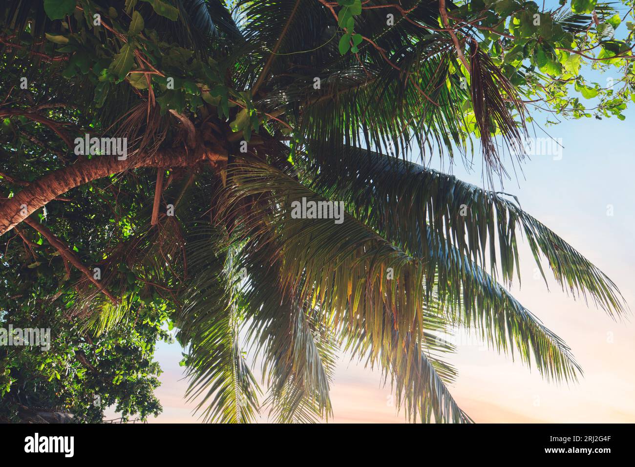 Coconut palm tree under sunset sky. Vintage background. Travel card ...