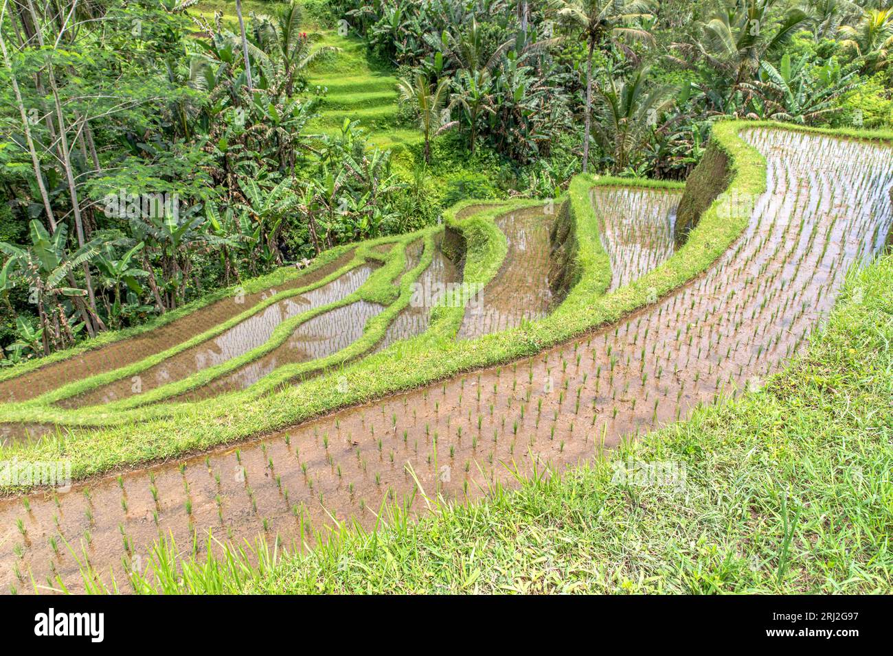 Beautiful rice terraces in Tegalalang village, Ubud, Bali, Indonesia ...