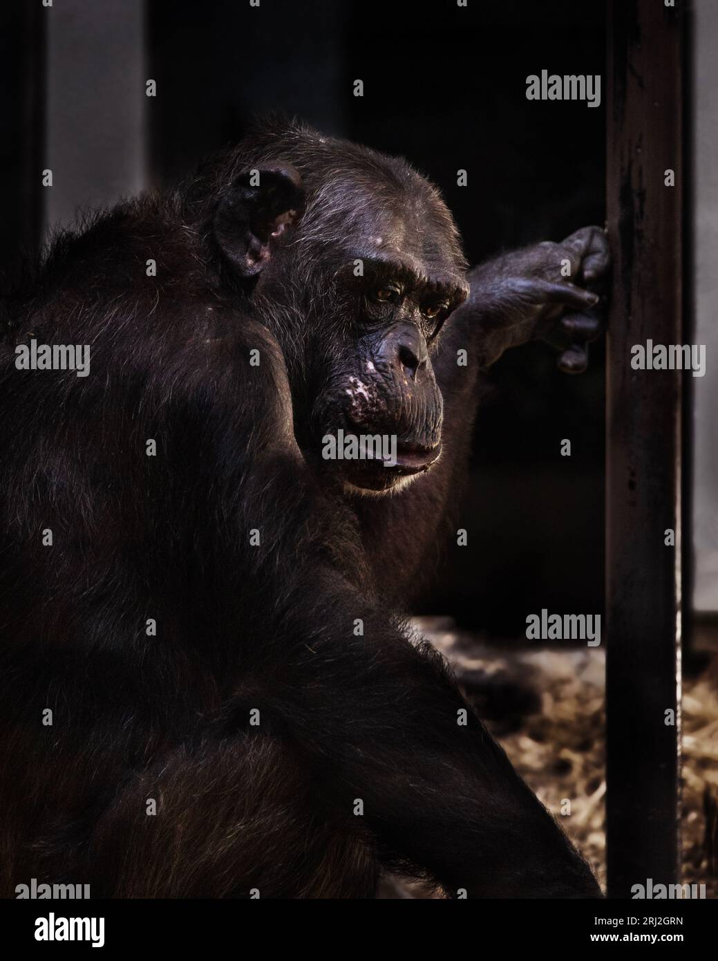 Anthropomorphic animals hi-res stock photography and images - Alamy