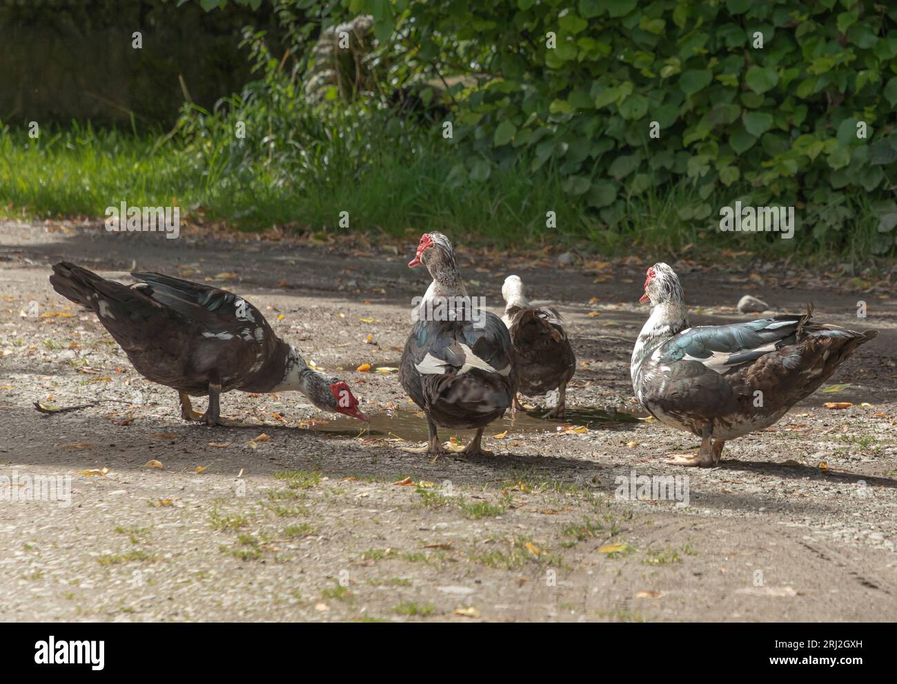 Female muscovy ducks hi-res stock photography and images - Alamy