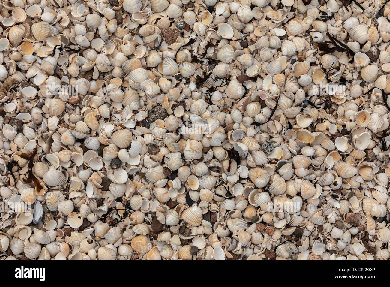Piled up shells hi-res stock photography and images - Alamy