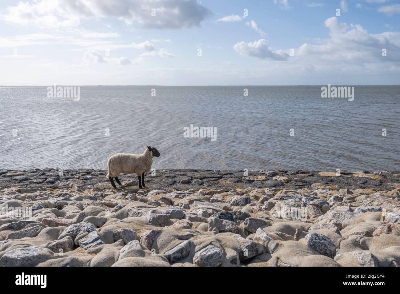 sheep on the beach of the north sea Stock Photo - Alamy