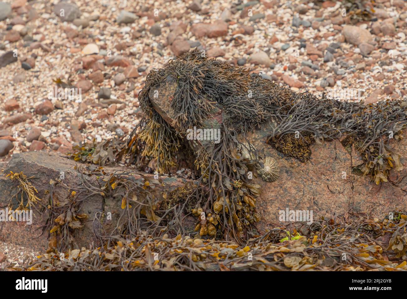 Limpits and various types of wet seaweed attached to a rock on a ...