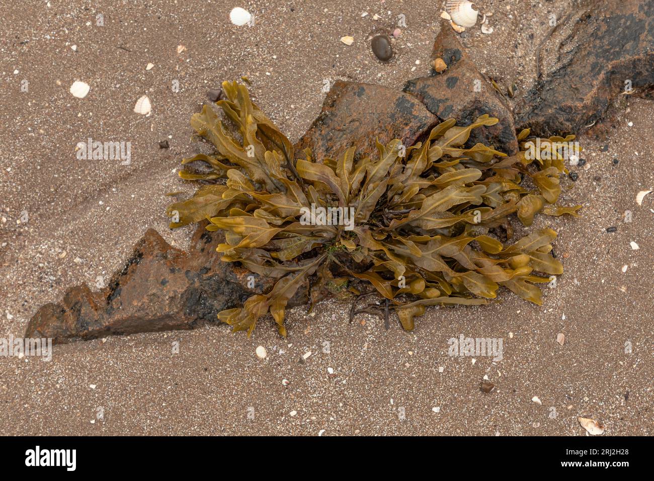 Wet orange brown seaweed attached to a stone buried in the sand on the ...