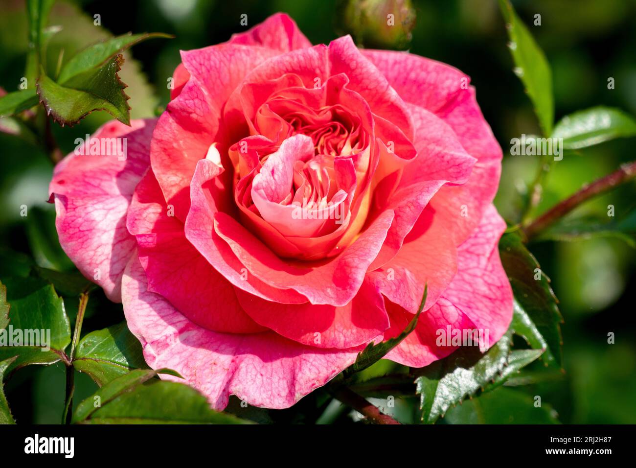 A blooming Sommersonne rose Stock Photo - Alamy