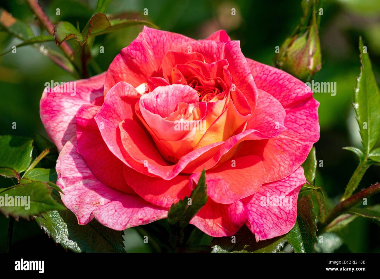 Sommersonne hi-res stock photography and images - Alamy