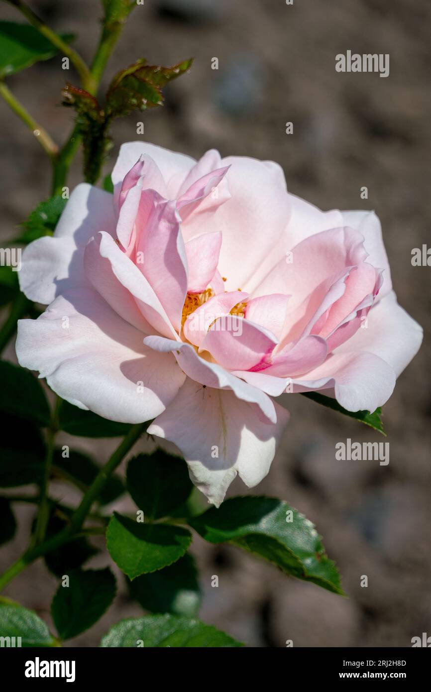 Rose rosa ballade hi-res stock photography and images - Alamy