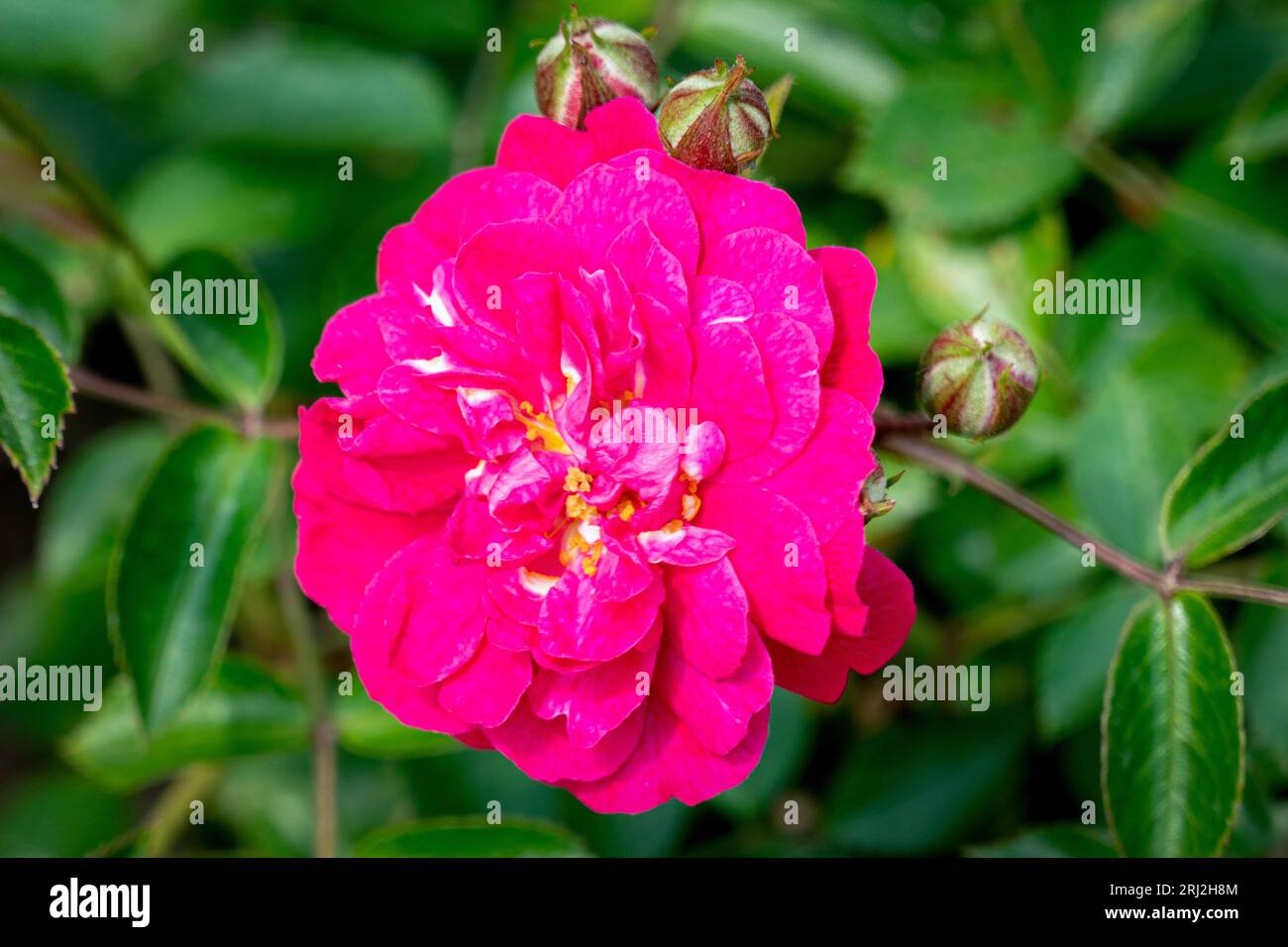 a blooming Roxy rose Stock Photo - Alamy