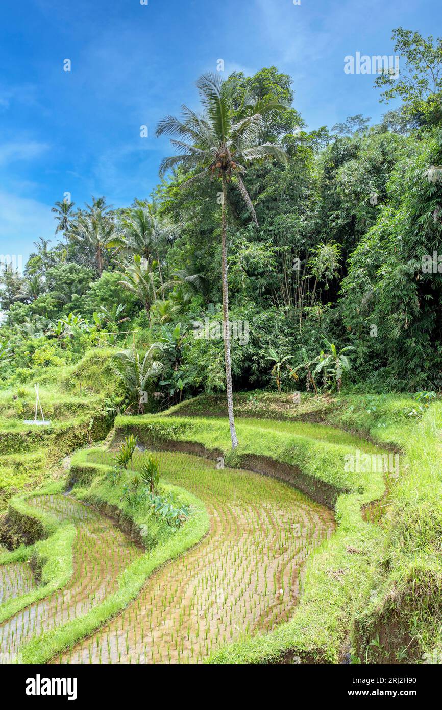 Rice field in tegalalang hi-res stock photography and images - Alamy