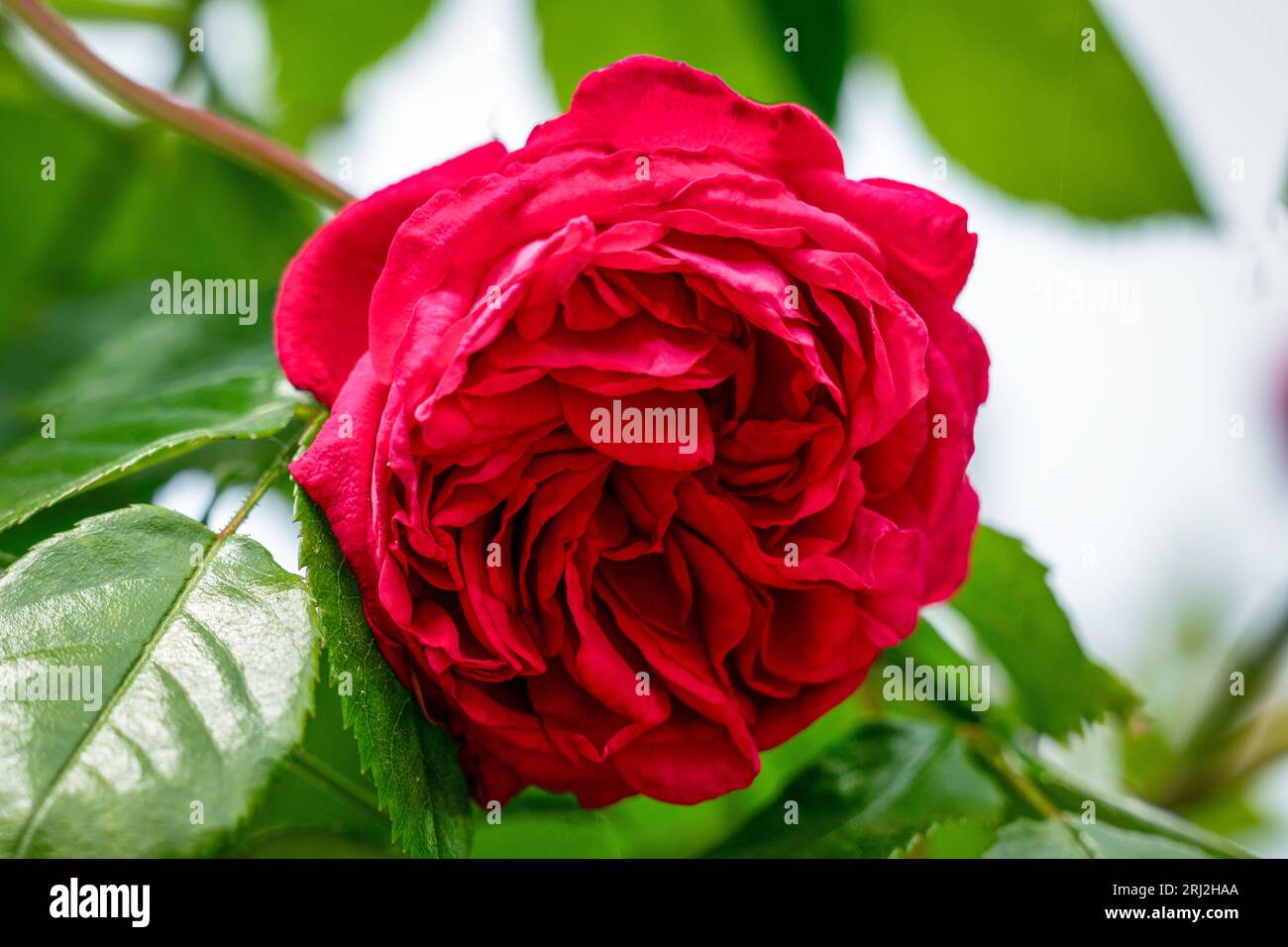 Blooming red Laguna rose Stock Photo - Alamy