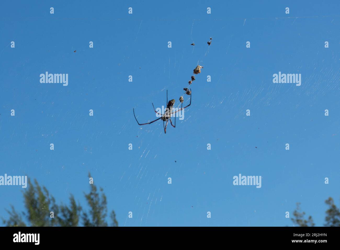 Big spider shot during daytime Stock Photo - Alamy