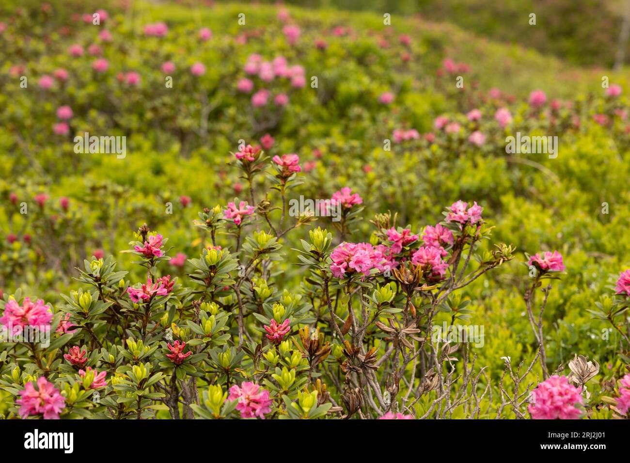 Thickets of rhododendron bushes, alpine roses, in an Austrian reserve ...