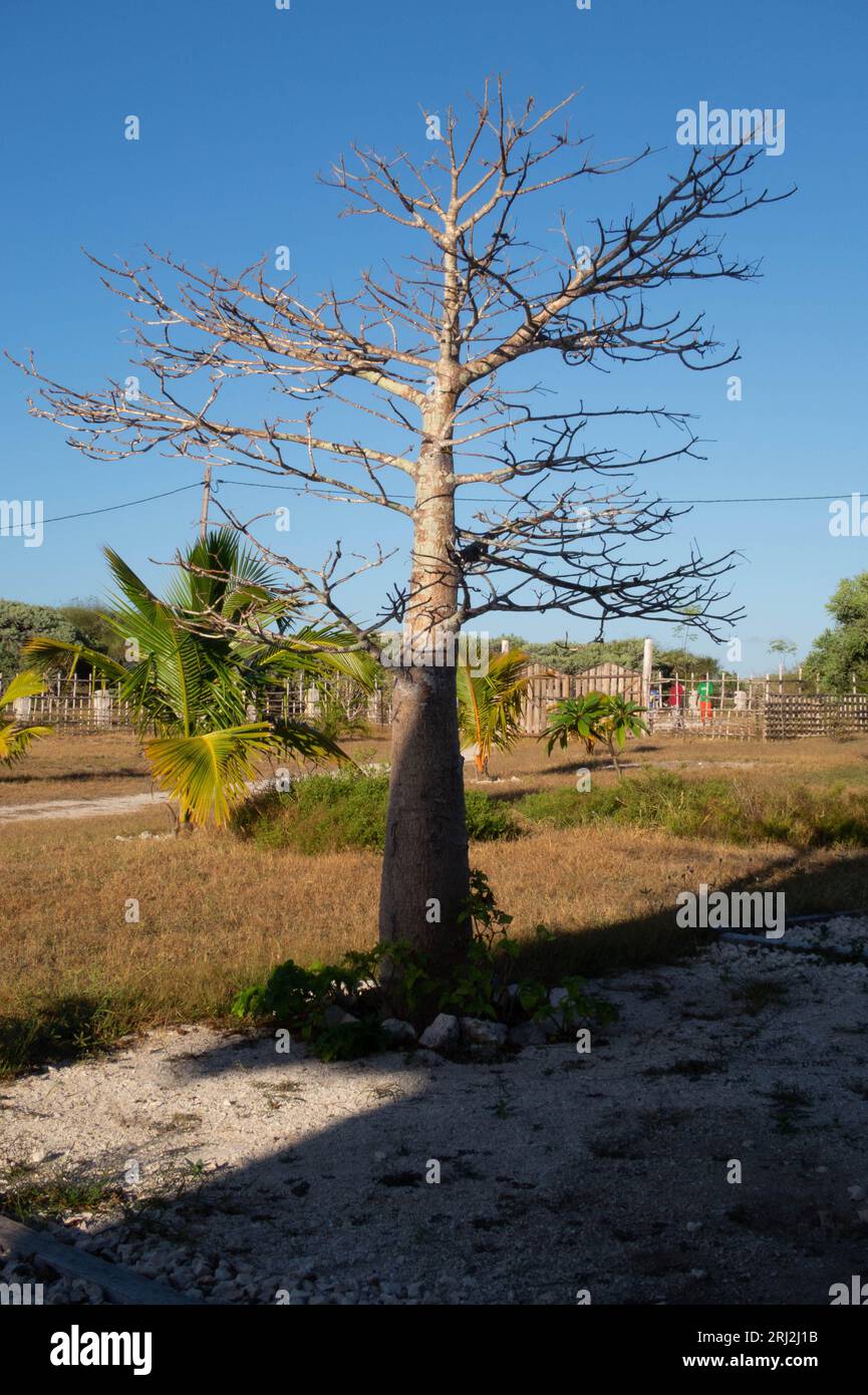 Madagascar baobab water hi-res stock photography and images - Alamy