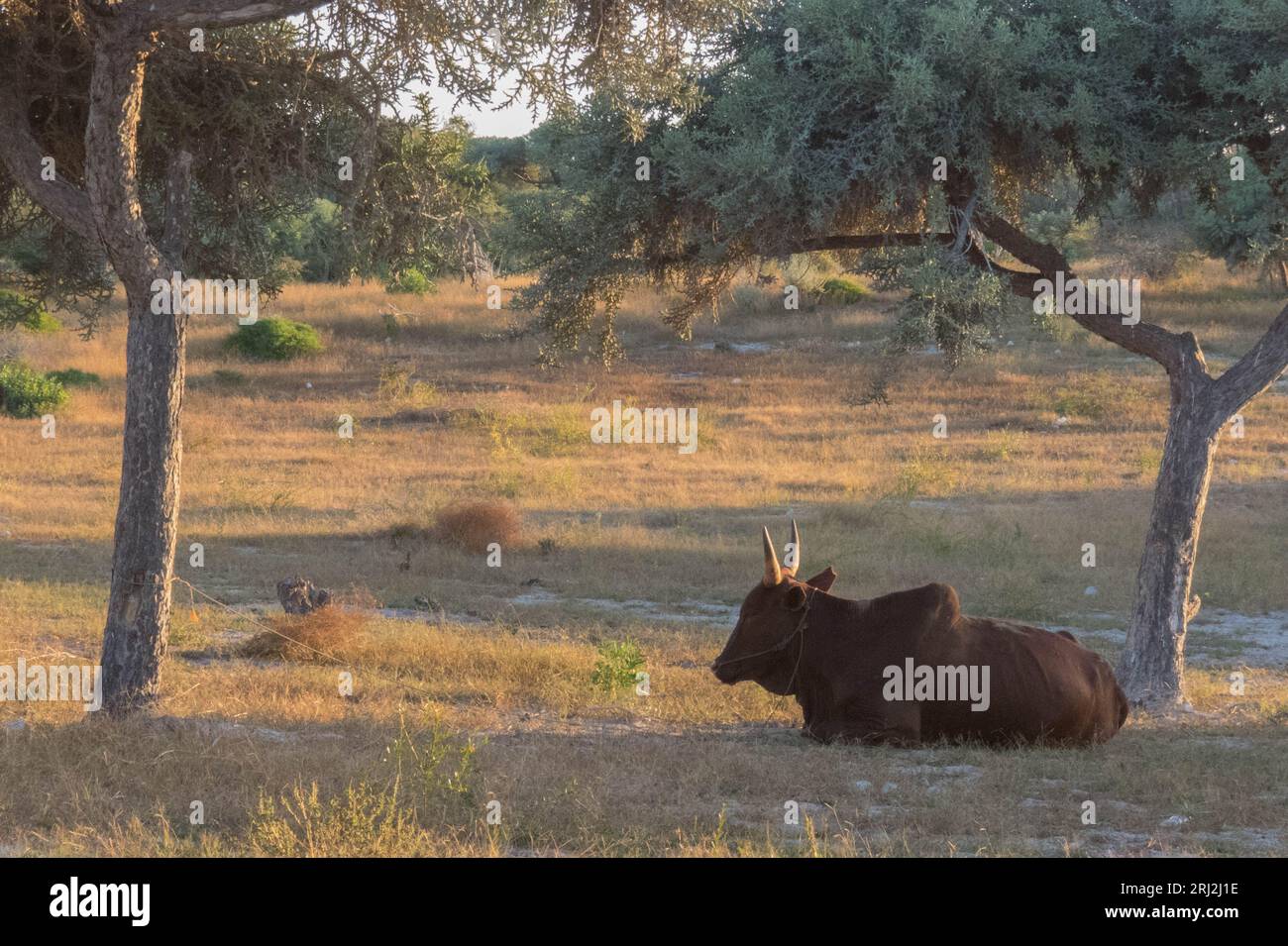 Cow in countryside during daytime hi-res stock photography and images ...