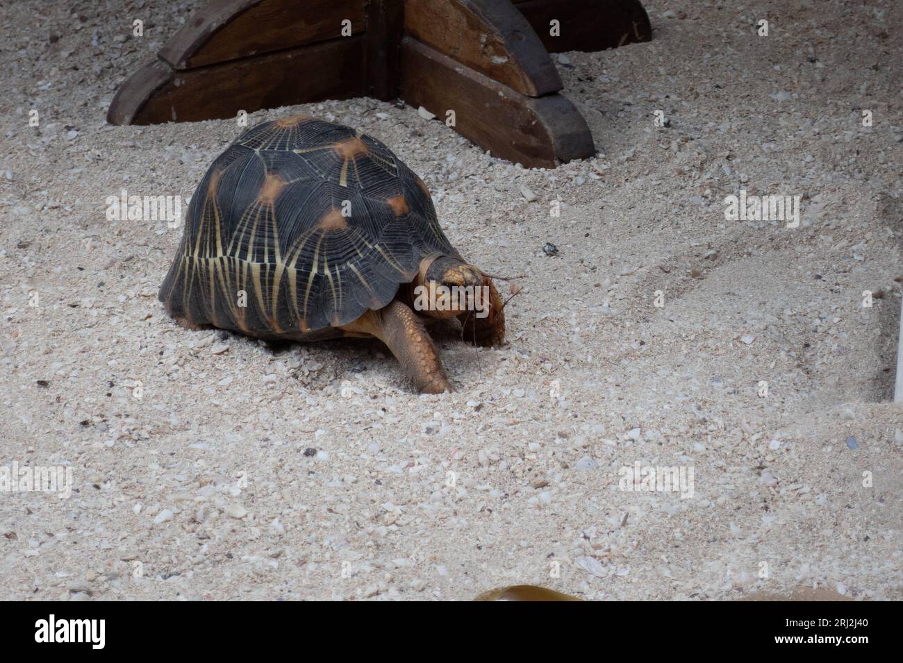 Turtle in the sand in Madagascar Stock Photo - Alamy