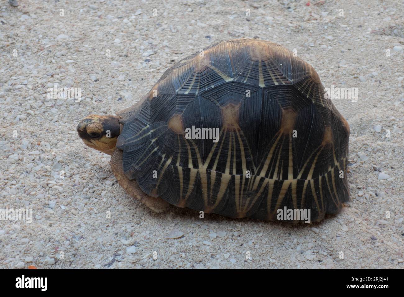 Turtle madagascar water hi-res stock photography and images - Alamy