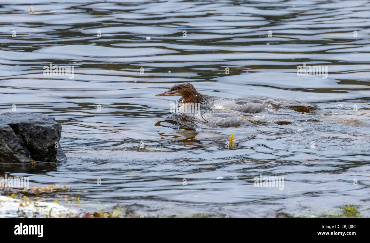 Female merganser, goosander, diving birds, water fowl, swimming and ...