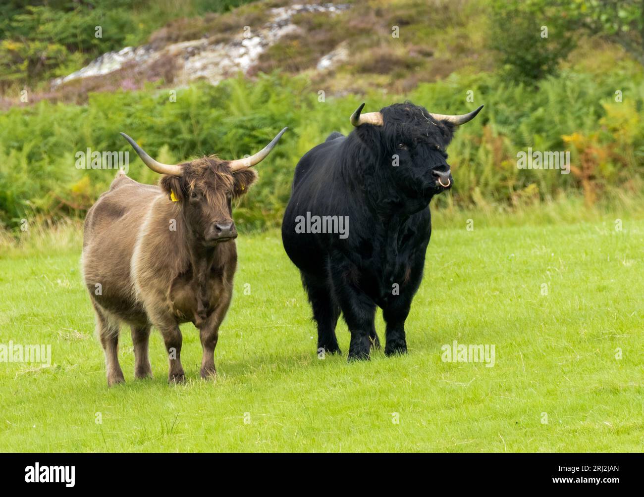 Female and male highland cows, cattle, bull, standing together in a ...