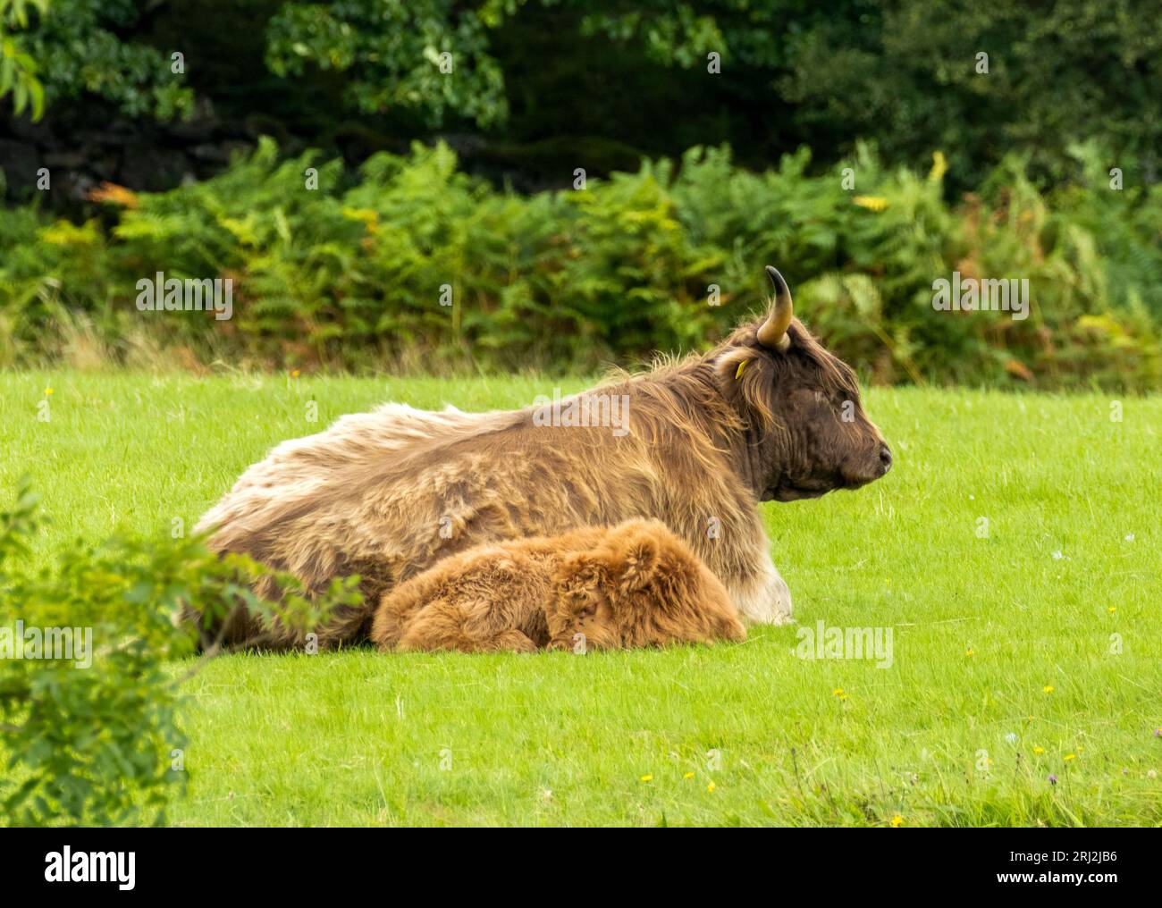 Mother highland cow lying in a field with her calf sleeping beside her ...