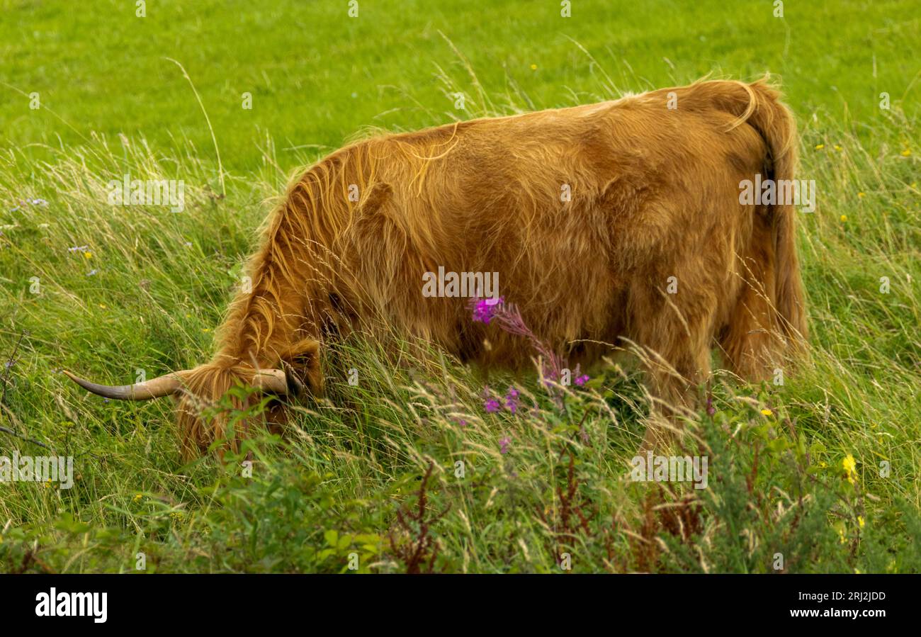 Beautiful hairy brown highland cow with big horns in such green ...