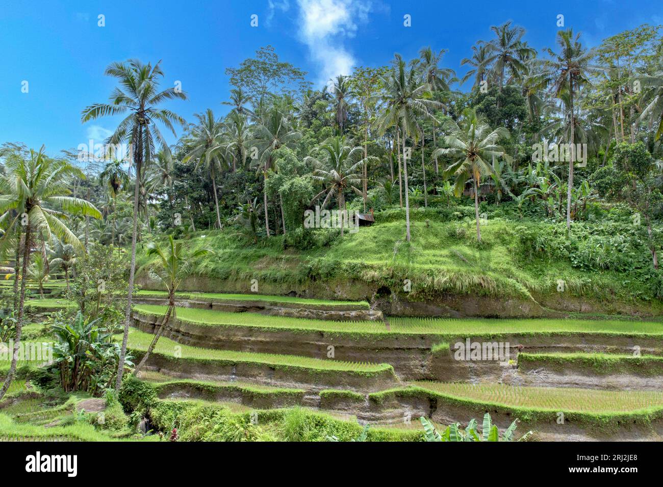 Beautiful rice terraces in Tegalalang village, Ubud, Bali, Indonesia Stock Photo - Alamy
