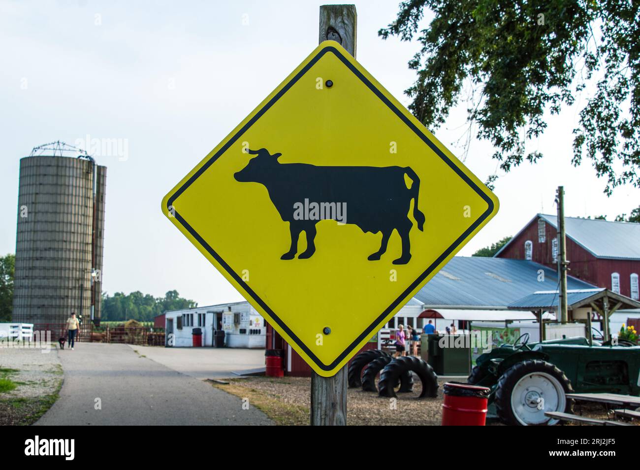 Cow warning sign in yellow at Youngs Jersery farm Stock Photo - Alamy