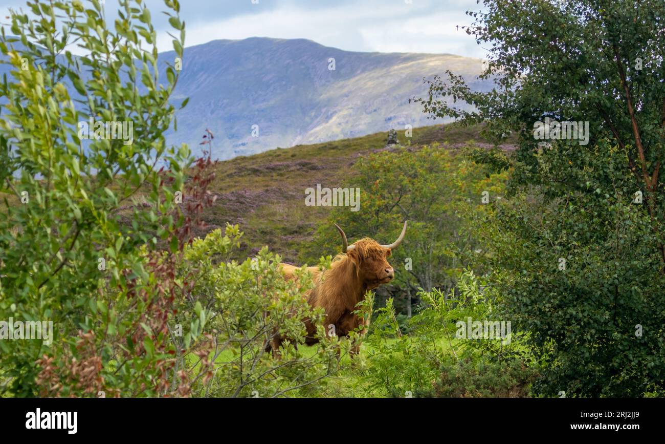 Beautiful brown scottish highland cow with scottish mountain scenery in ...