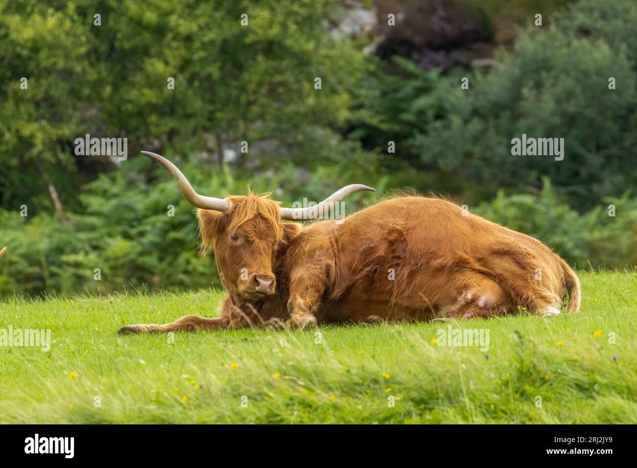 Beautiful hairy brown highland cow with big horns in such green ...
