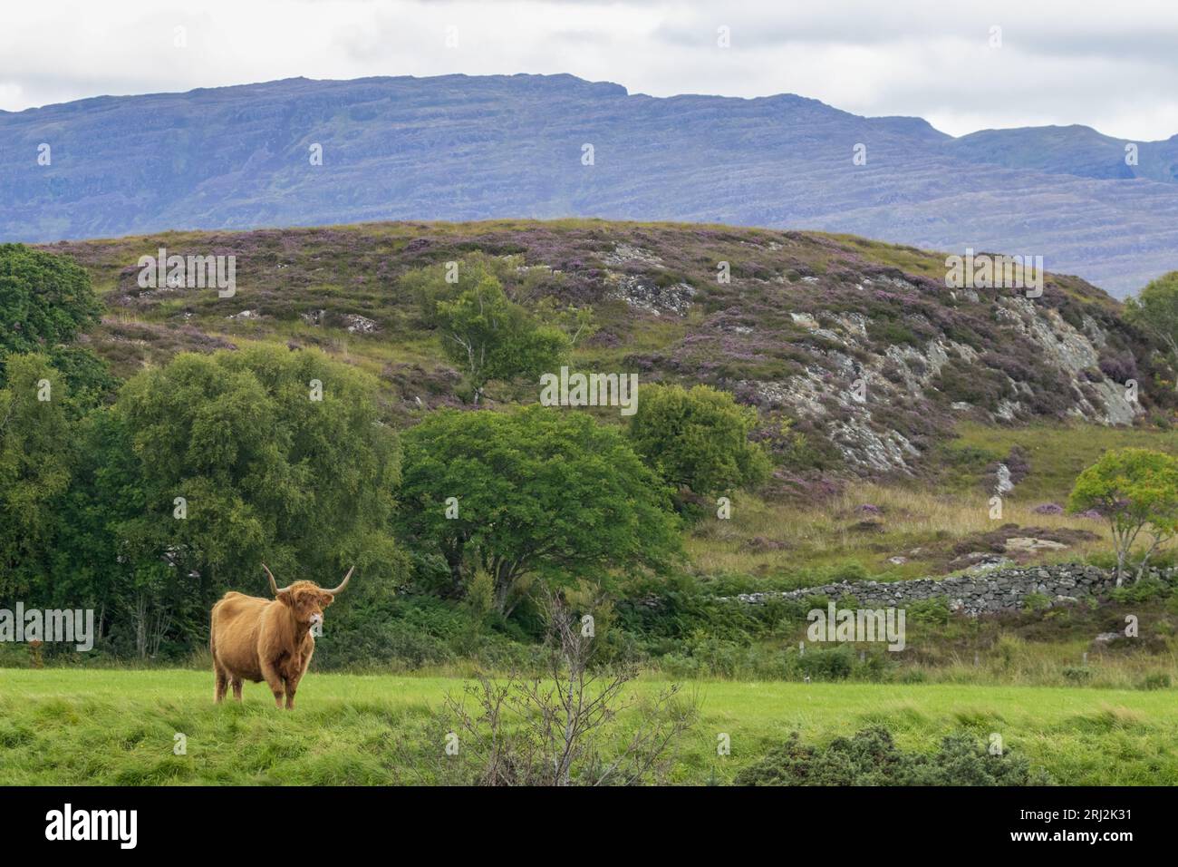 Beautiful brown scottish highland cow with scottish mountain scenery in ...