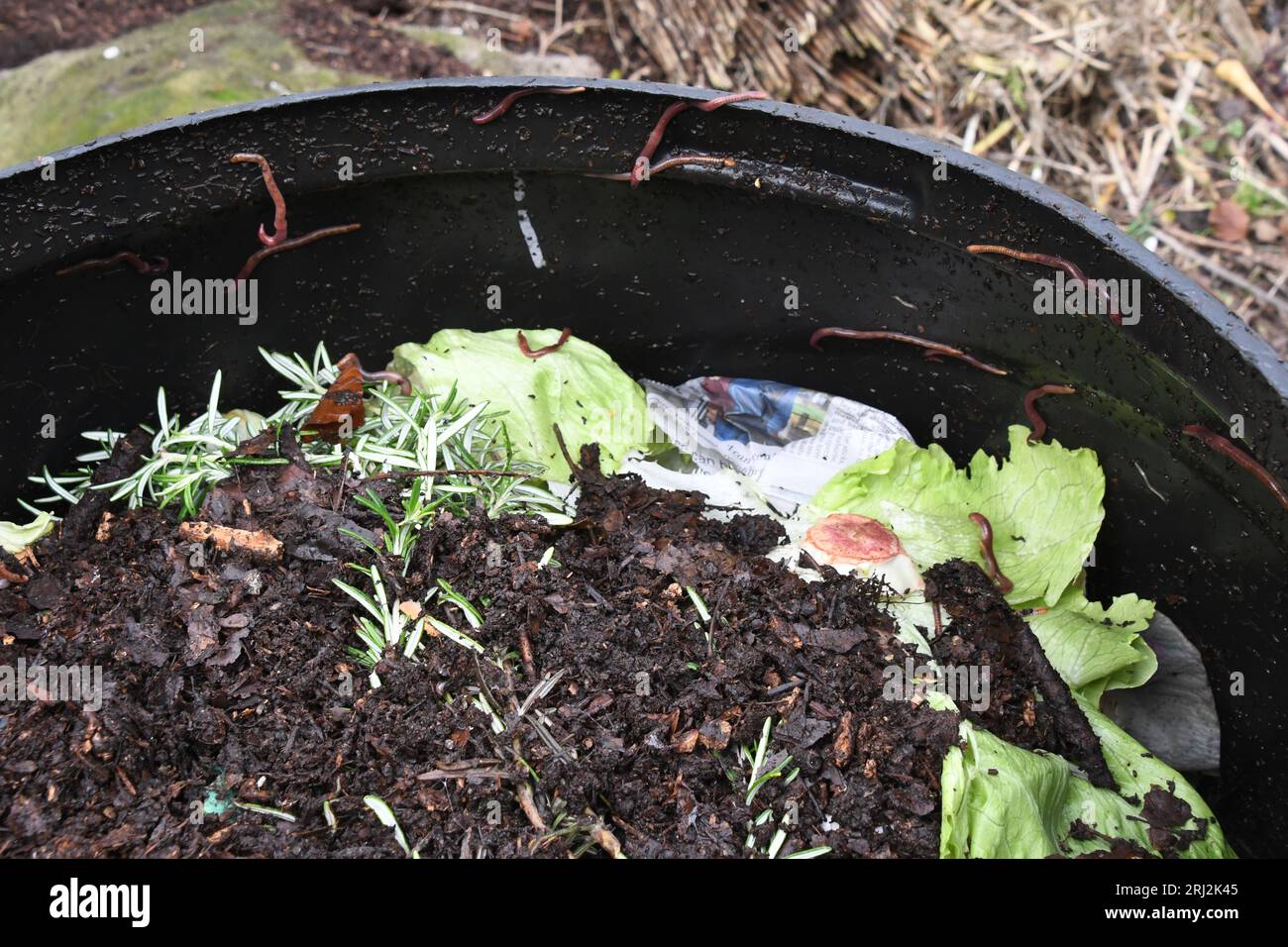 The contents of a plastic compost bin on an allotment. Created from the ...